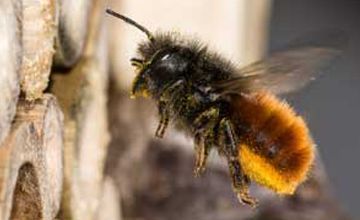 Biologische Schädlingsbekämpfung | biohelp Garten & Bienen